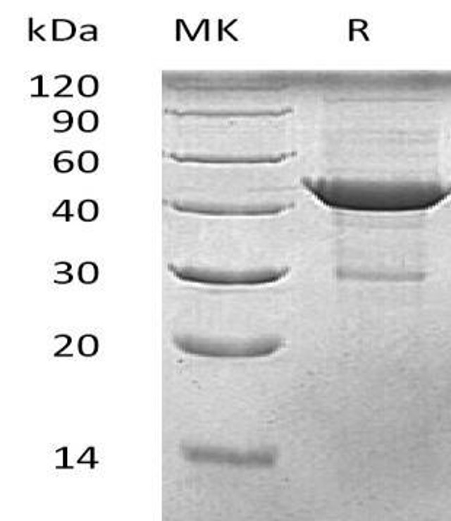 Mycoplasma Detection Kit Rapid Detection Assay Genie