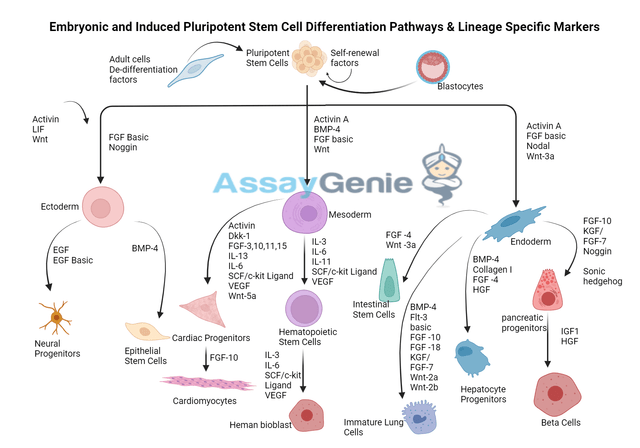 Embryonic Induced Pluripotent Stem Cell Differentiation: Pathways and ...