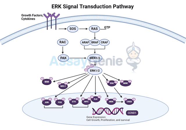 The Erk Signal Transduction Pathway A Keystone In Cellular