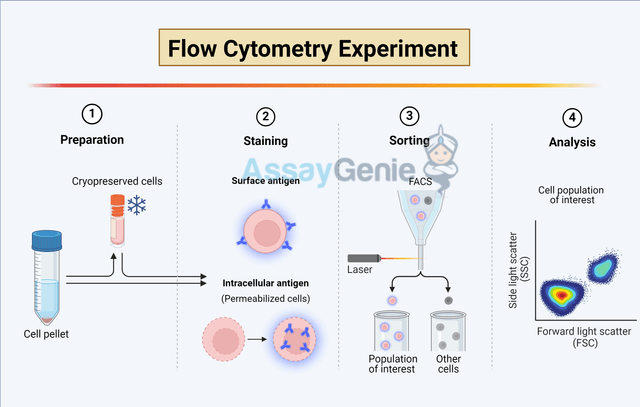 Navigating the Intricacies of Intracellular Flow Cytometry: Key Considerations - Assay Genie
