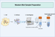 Guide to Western Blot Sample Preparation - Assay Genie