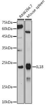 Mouse IL 18 ELISA Kit (MOFI00929)- High Sensitivity