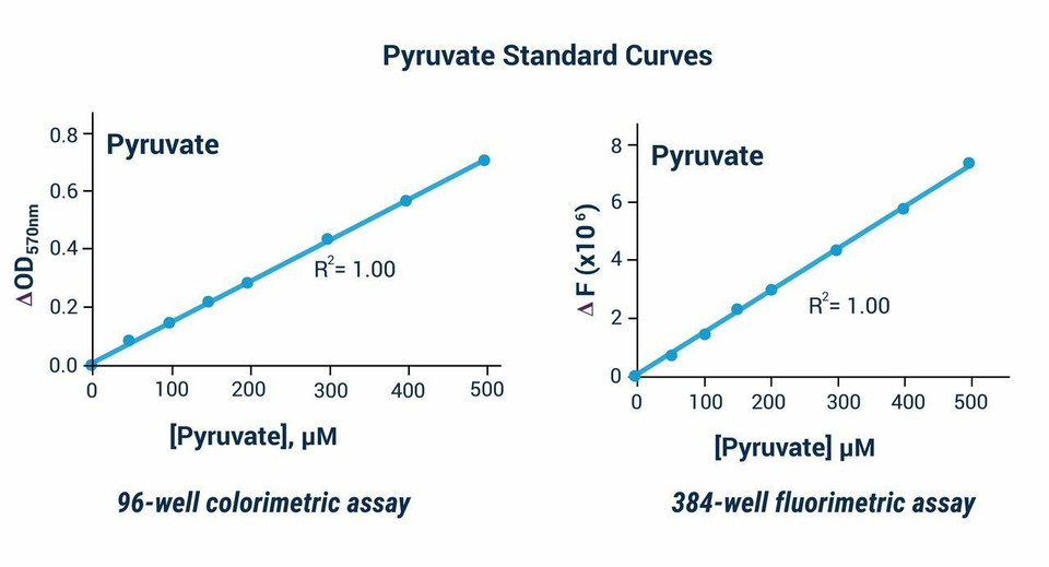 Acetate Assay Kit (Colorimetric and Fluorometric) (BA0140)