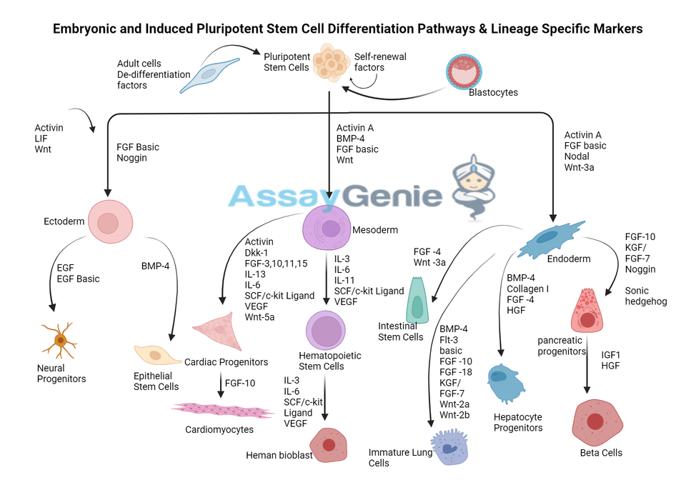Embryonic Induced Pluripotent Stem Cell Differentiation: Pathways and ...