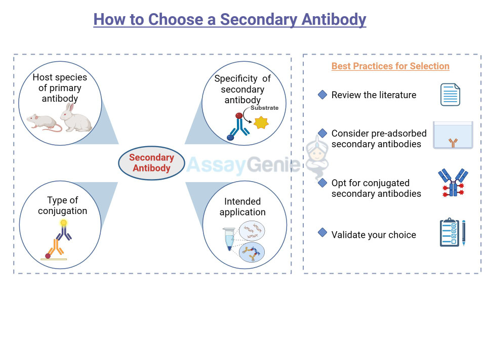 How to Choose a Secondary Antibody - Assay Genie