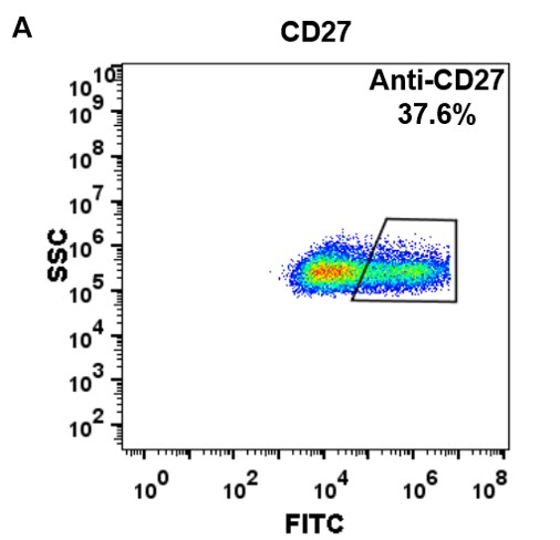 Anti-CD27 Antibody (varlilumab) (HDBS0018)