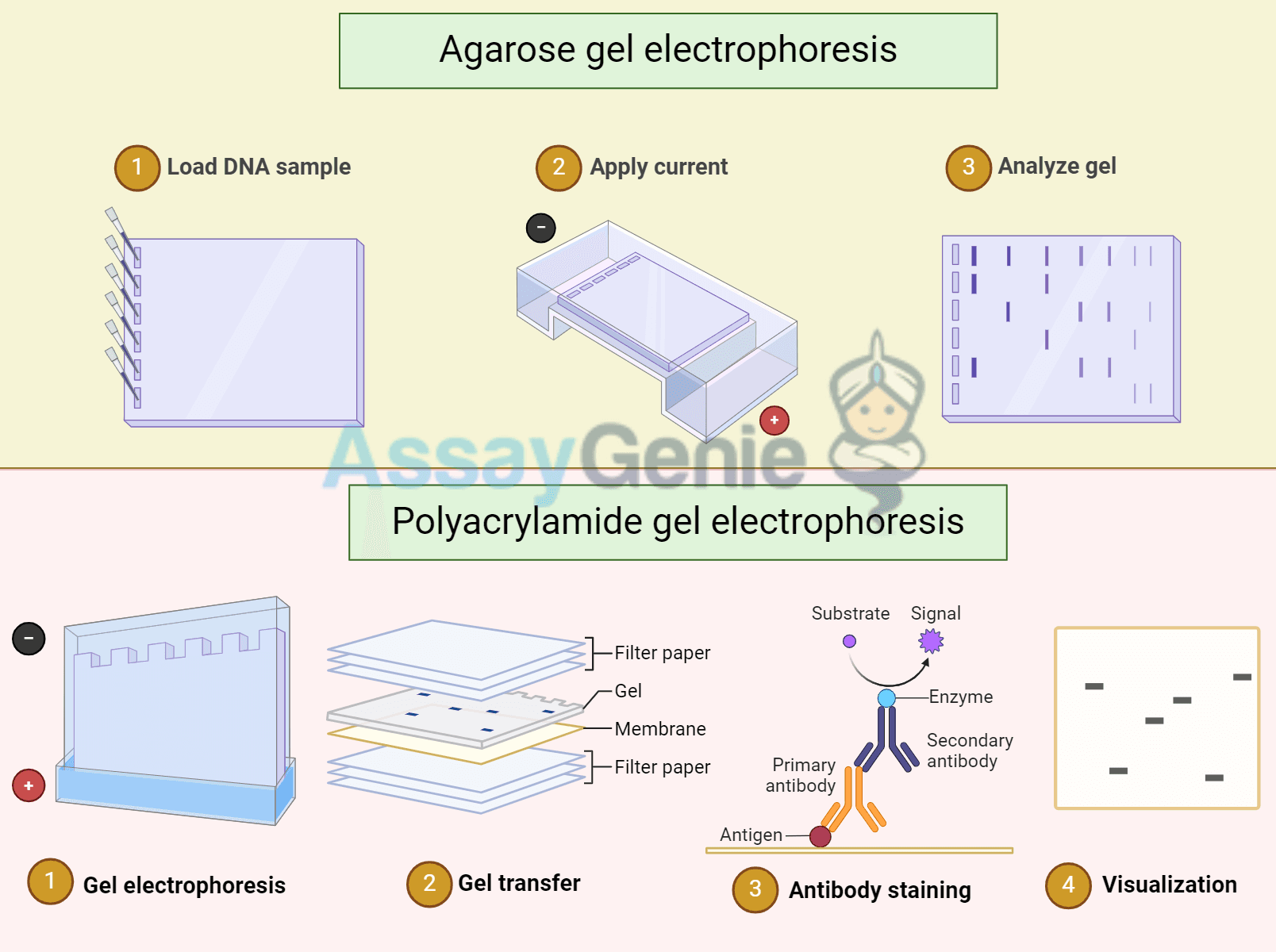 Agarose vs Polyacrylamide: A Comparative Analysis - Assay Genie