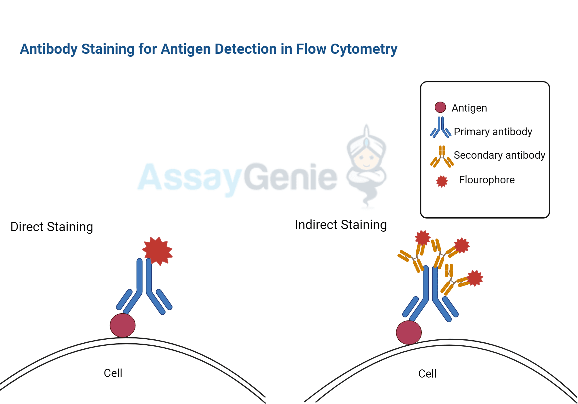 Understanding Antibody Staining for Antigen Detection in Flow Cytometry ...