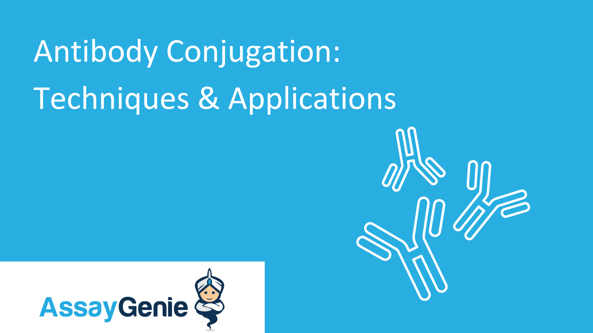 Antibody Conjugation: Techniques and Applications - Assay Genie
