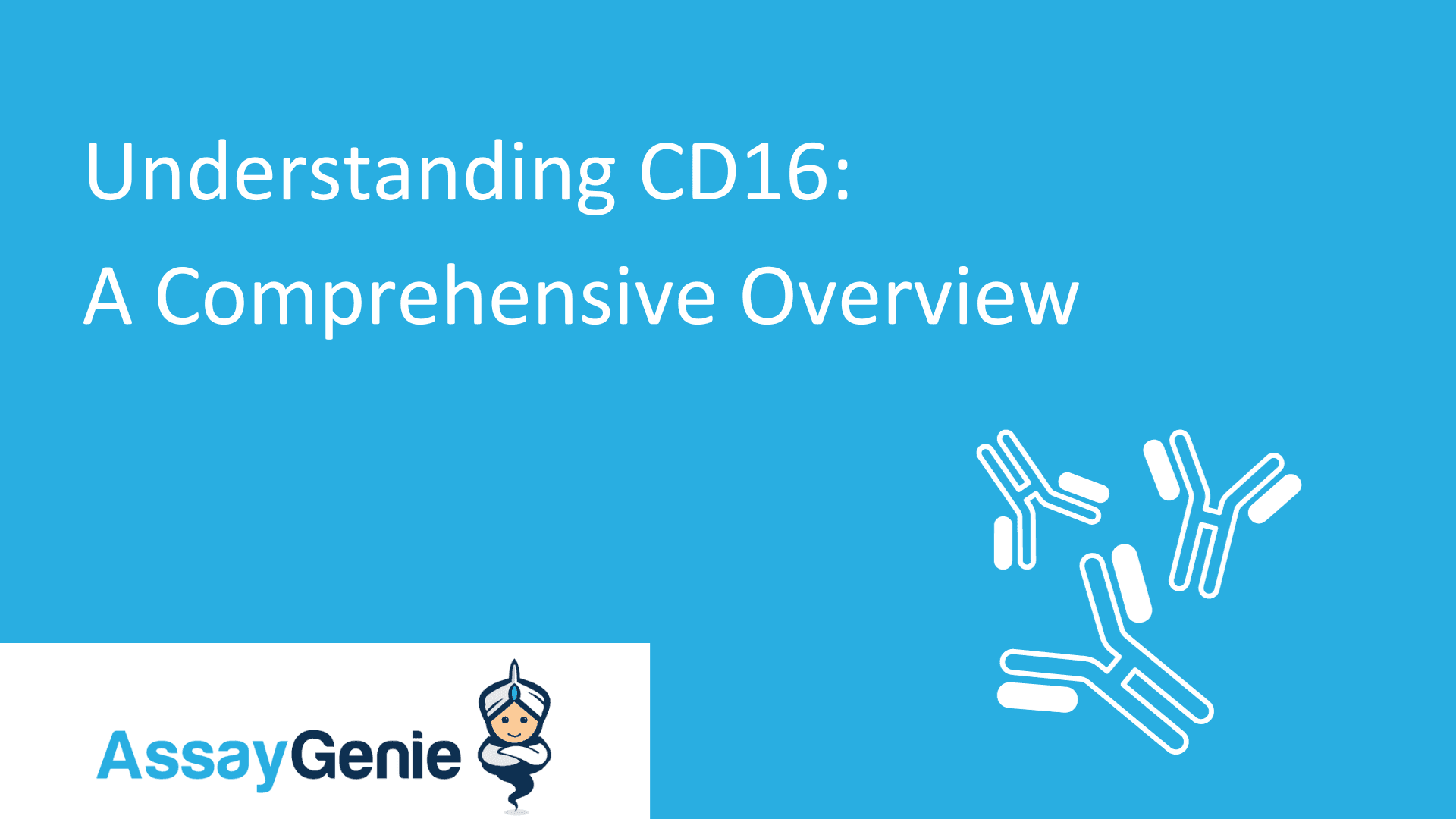 Understanding CD16: A Comprehensive Overview - Assay Genie