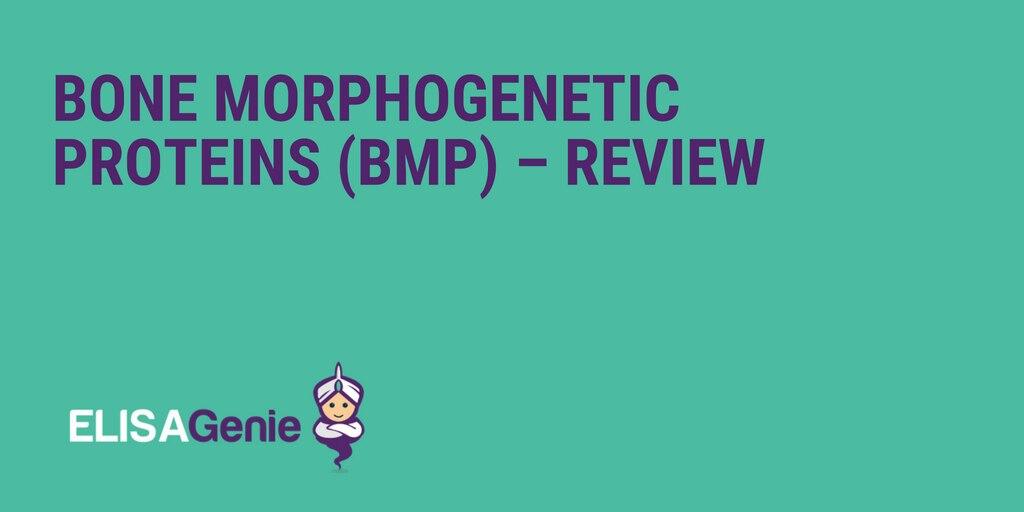 Bone Morphogenetic Proteins (BMP) – Review - Assay Genie