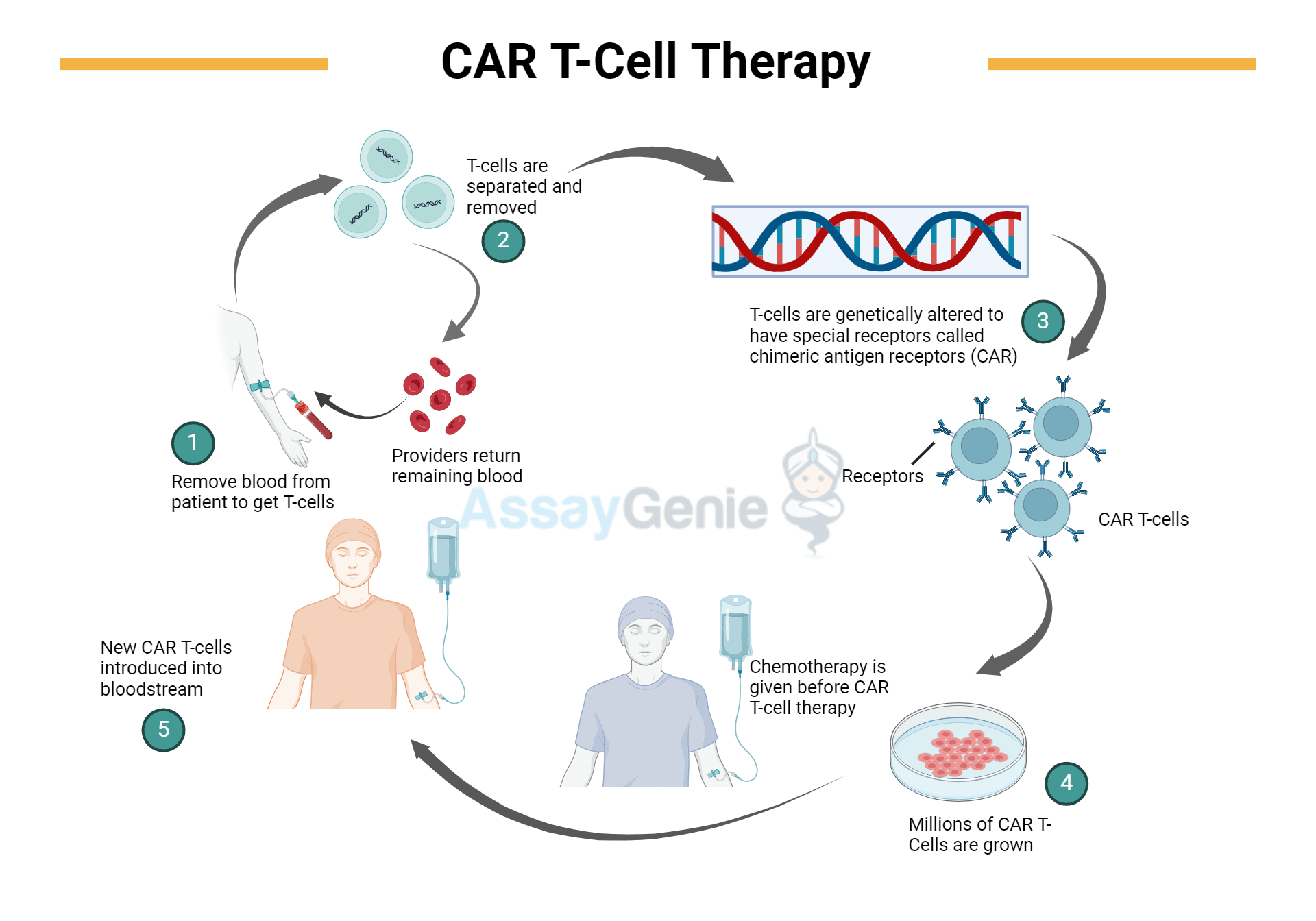 What is CAR T-cell therapy? - Assay Genie