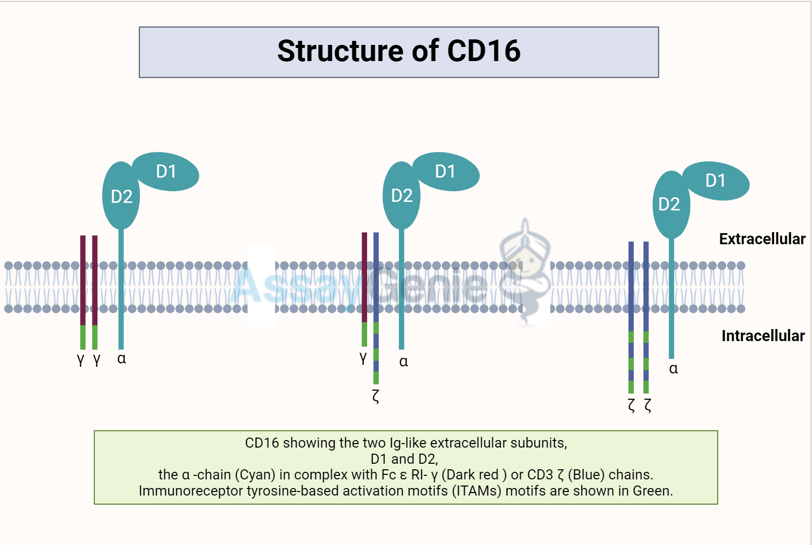 Understanding CD16: A Comprehensive Overview - Assay Genie