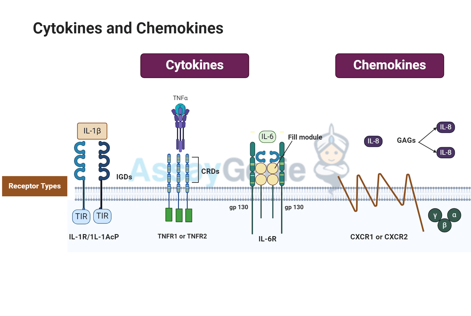 Chemokines versus Cytokines: A Detailed Comparative Study - Assay Genie