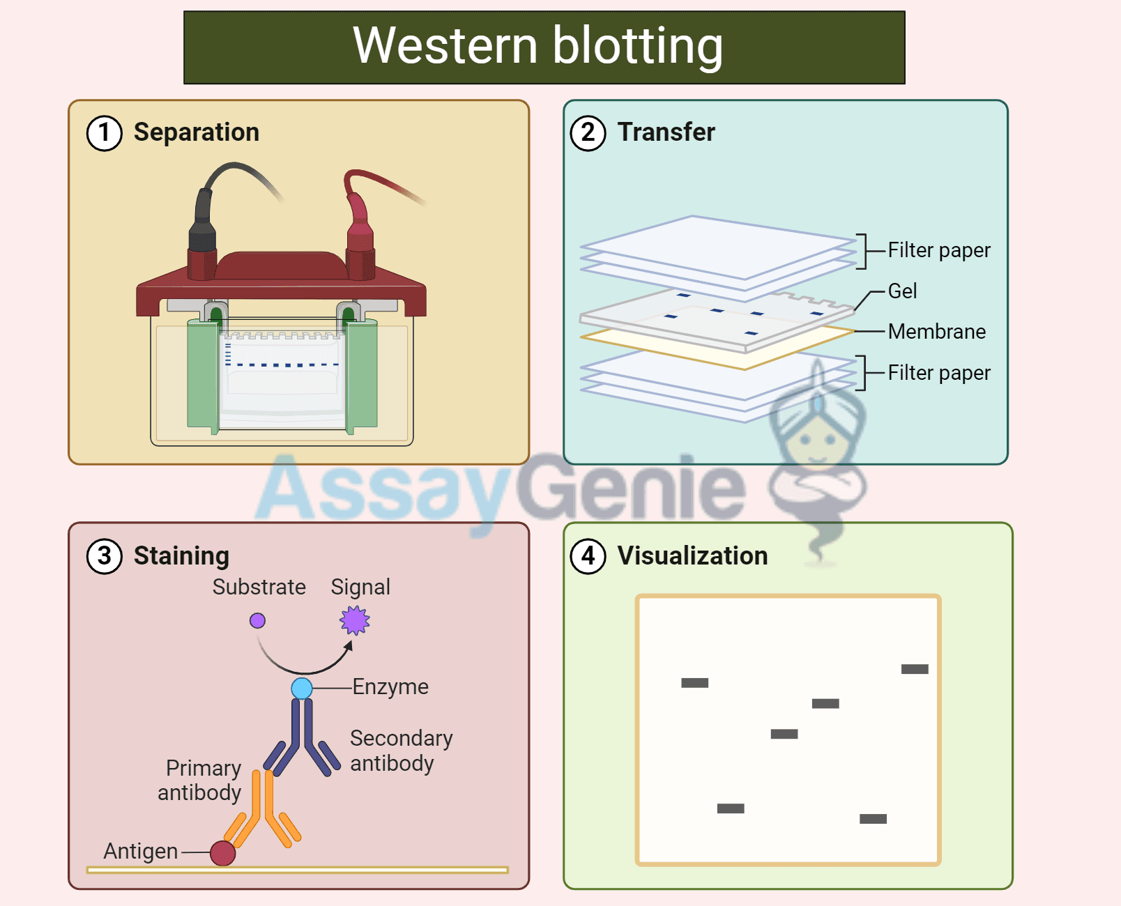 Understanding Blotchy Western Blots: Causes and Remedies - Assay Genie