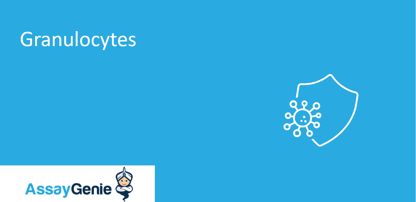 Granulocytes Guide - Assay Genie