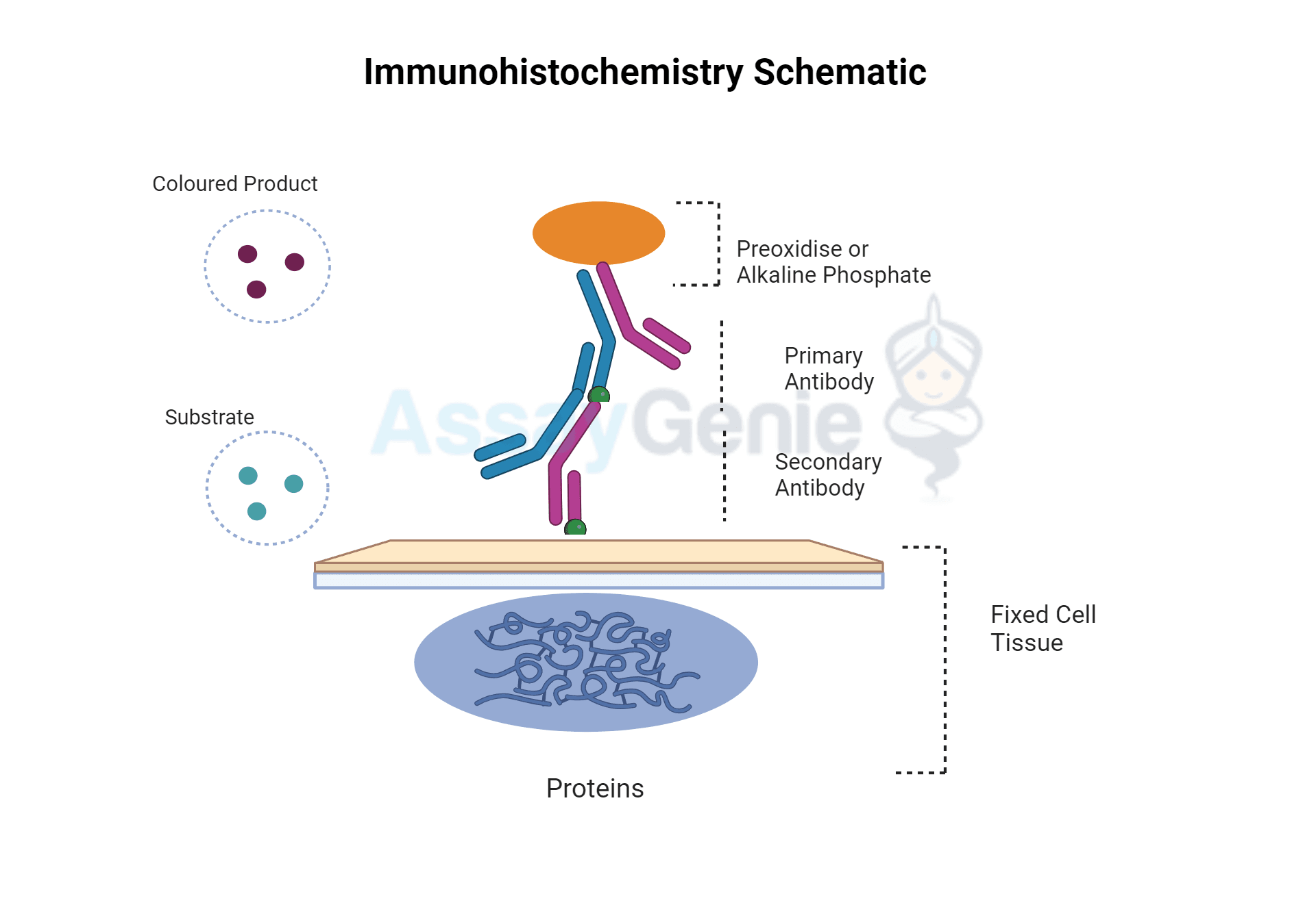 The Importance of Immunohistochemistry Training in Modern Scientific ...