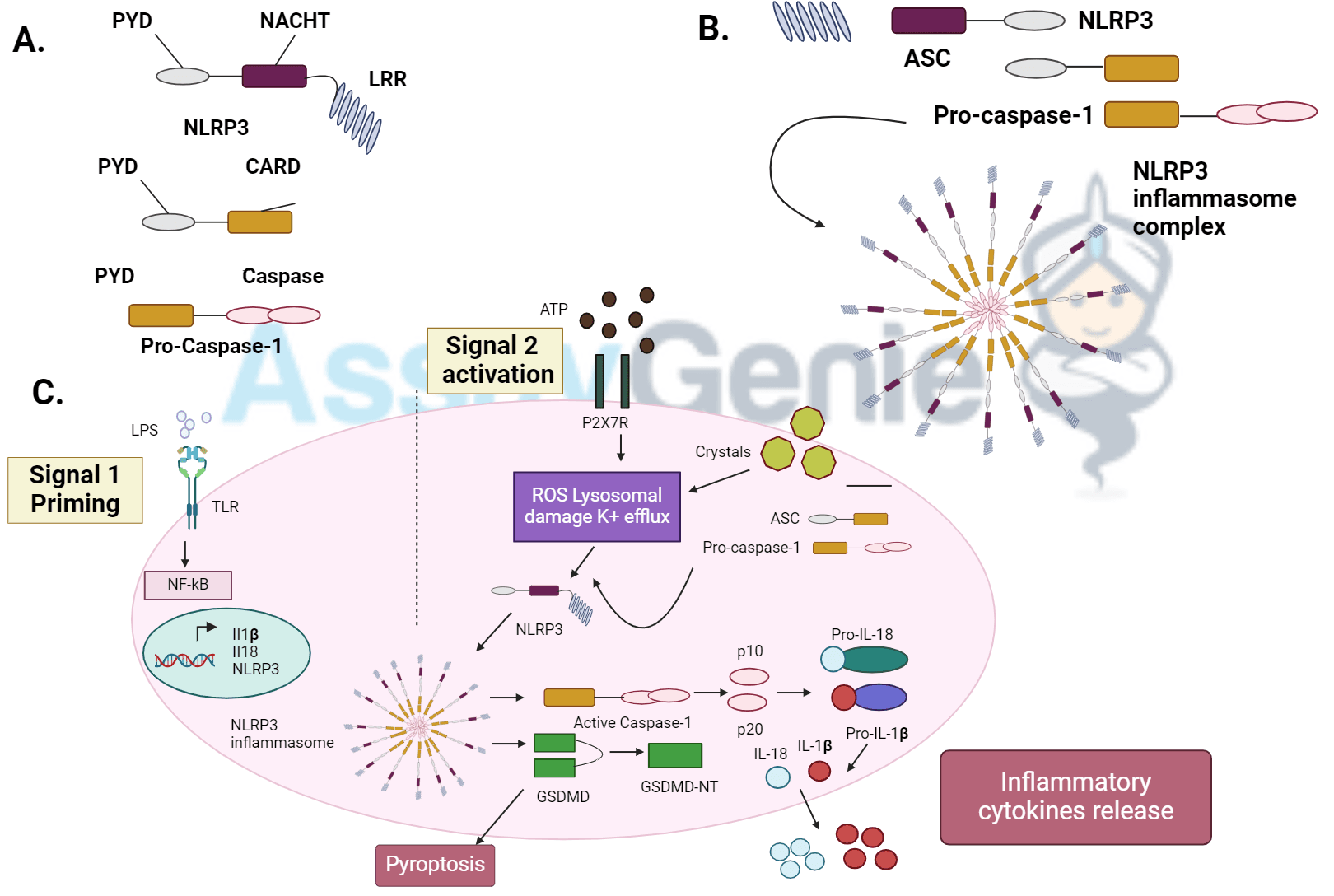 Inflammasome Activation Pathways: A Comprehensive Overview - Assay Genie