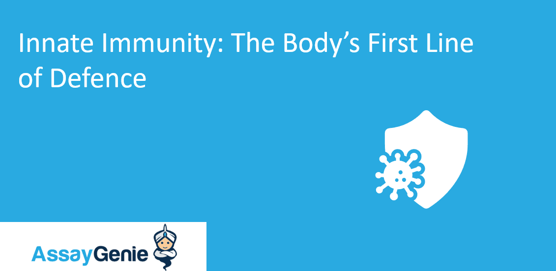 Innate Immunity : The Body's First Line of Defence - Assay Genie