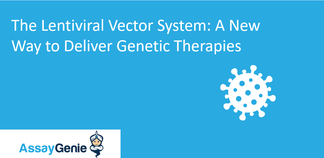 The Lenti Viral Vector System: A New Way to Deliver Genetic Therapies ...