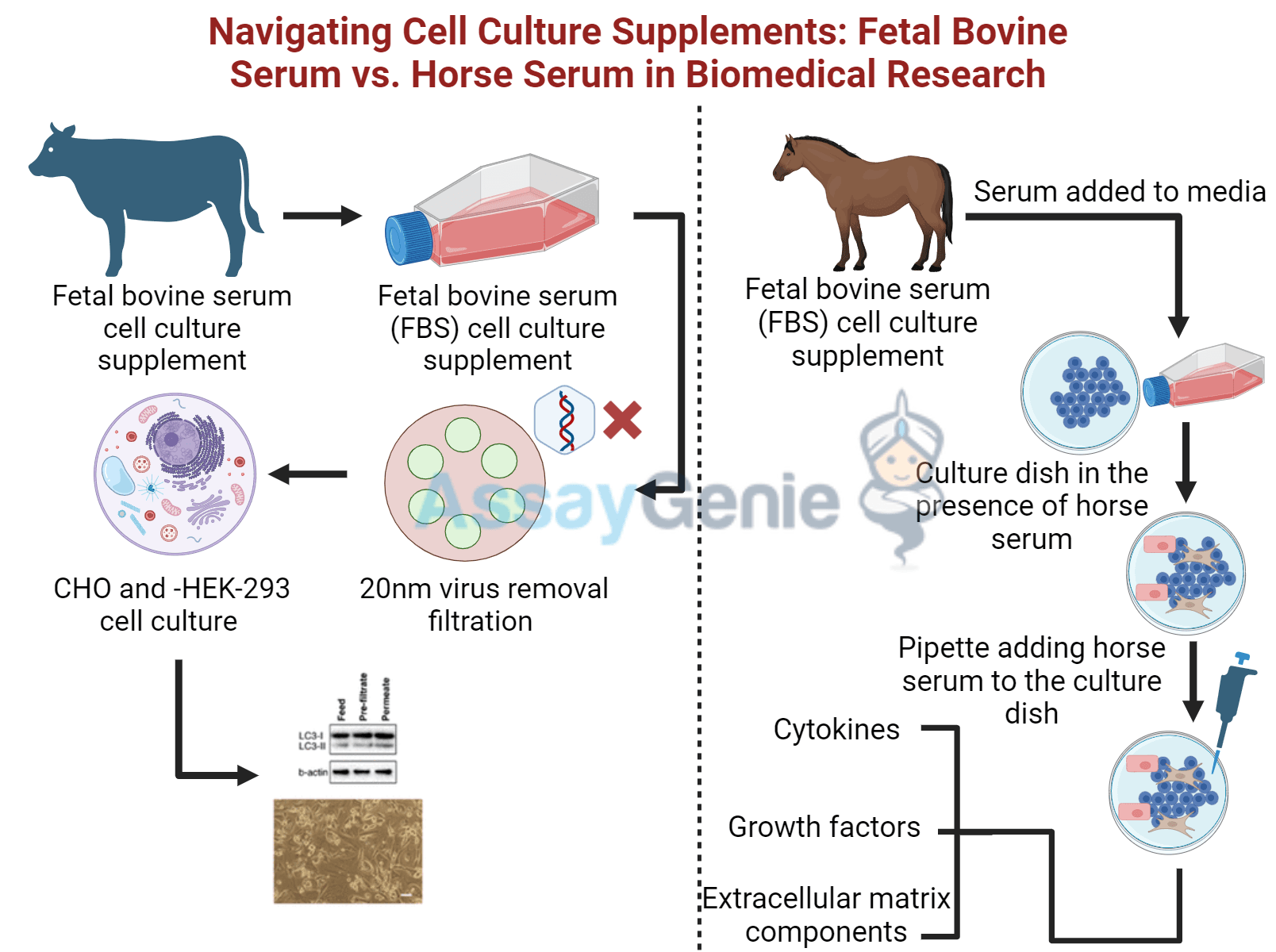 Navigating Cell Culture Supplements: Fetal Bovine Serum vs. Horse Serum in Biomedical Research ...