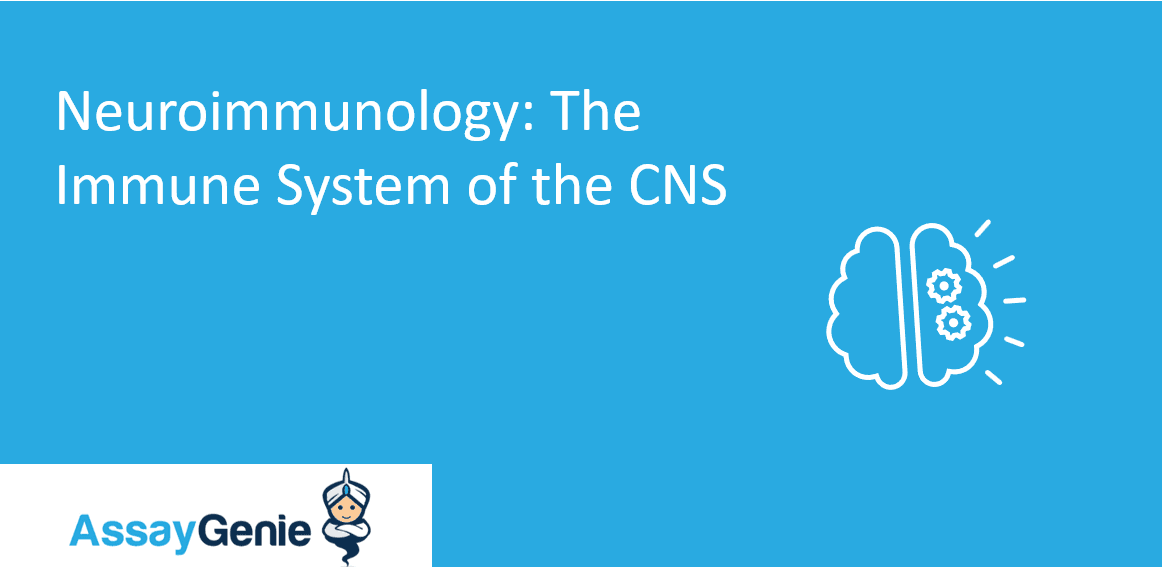 Neuroimmunology: The Immune System of the CNS - Assay Genie