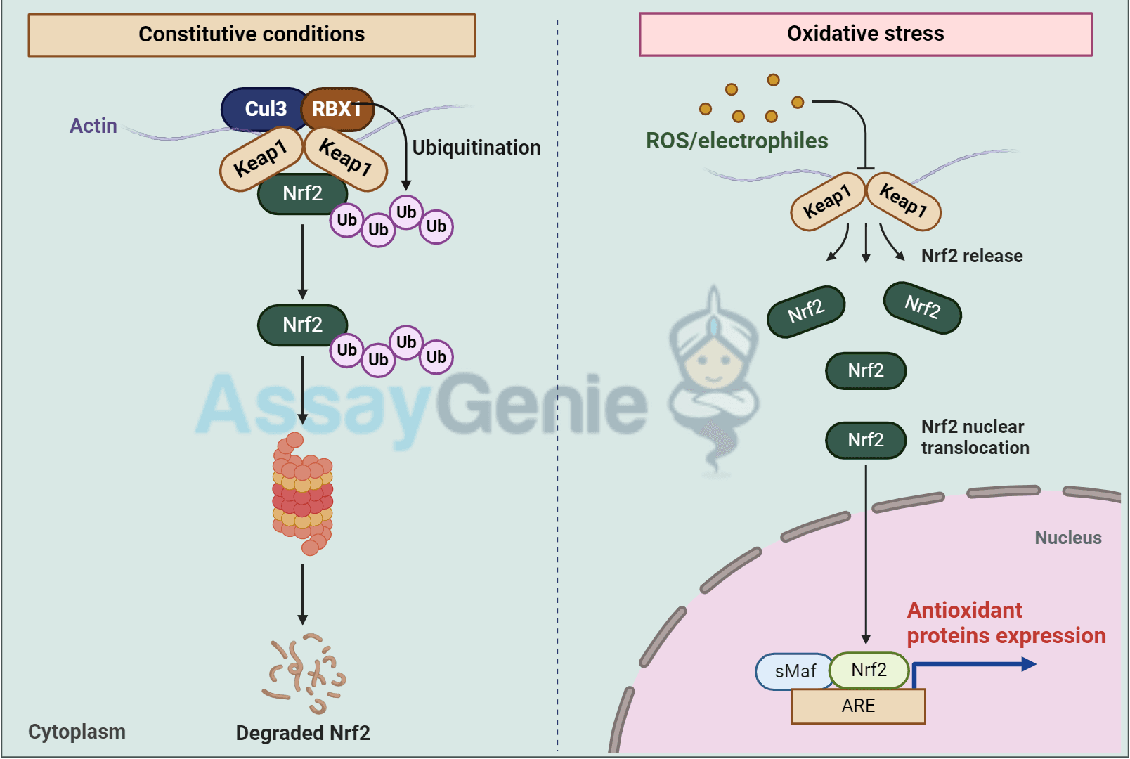 NRF2 Signaling: A Keystone in Inflammation and Disease Management ...
