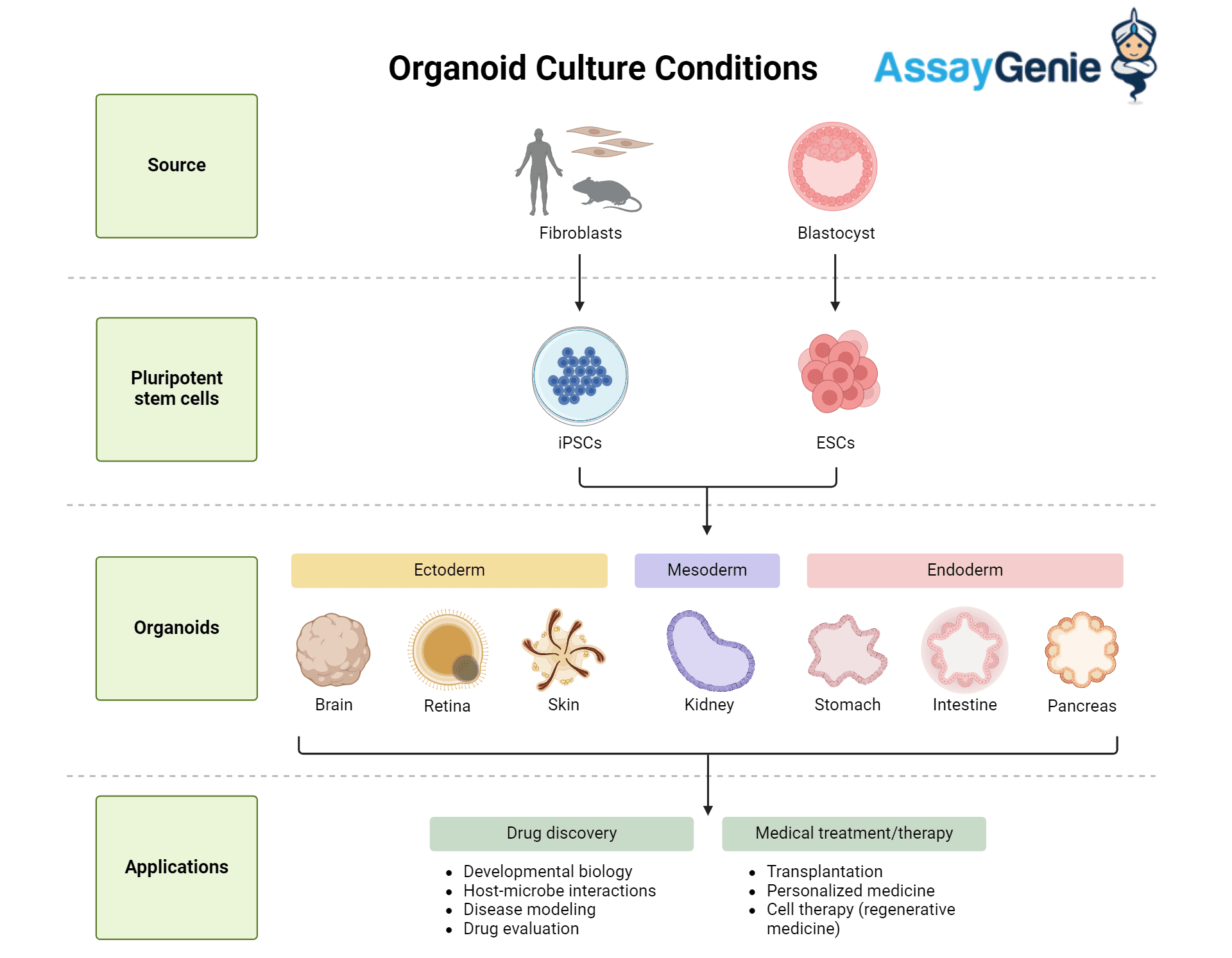 Optimizing Organoid Culture Conditions: Paving the Way for ...