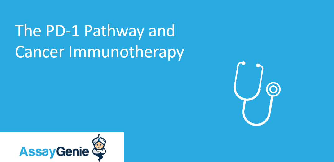 The PD-1 Pathway and Cancer Immunotherapy - Assay Genie