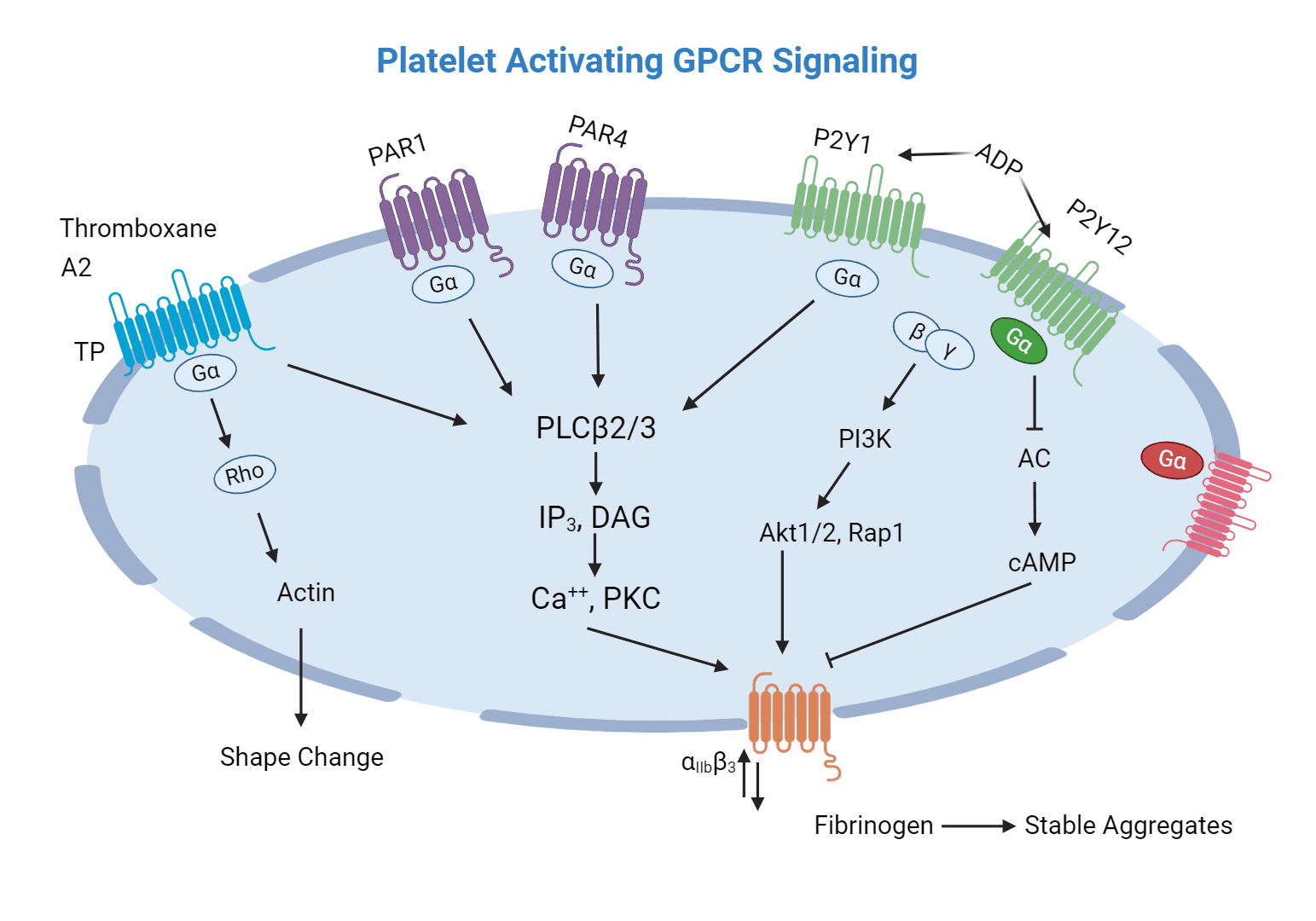 Unraveling the Mysteries of Platelet-Activating GPCR Signaling - Assay Genie