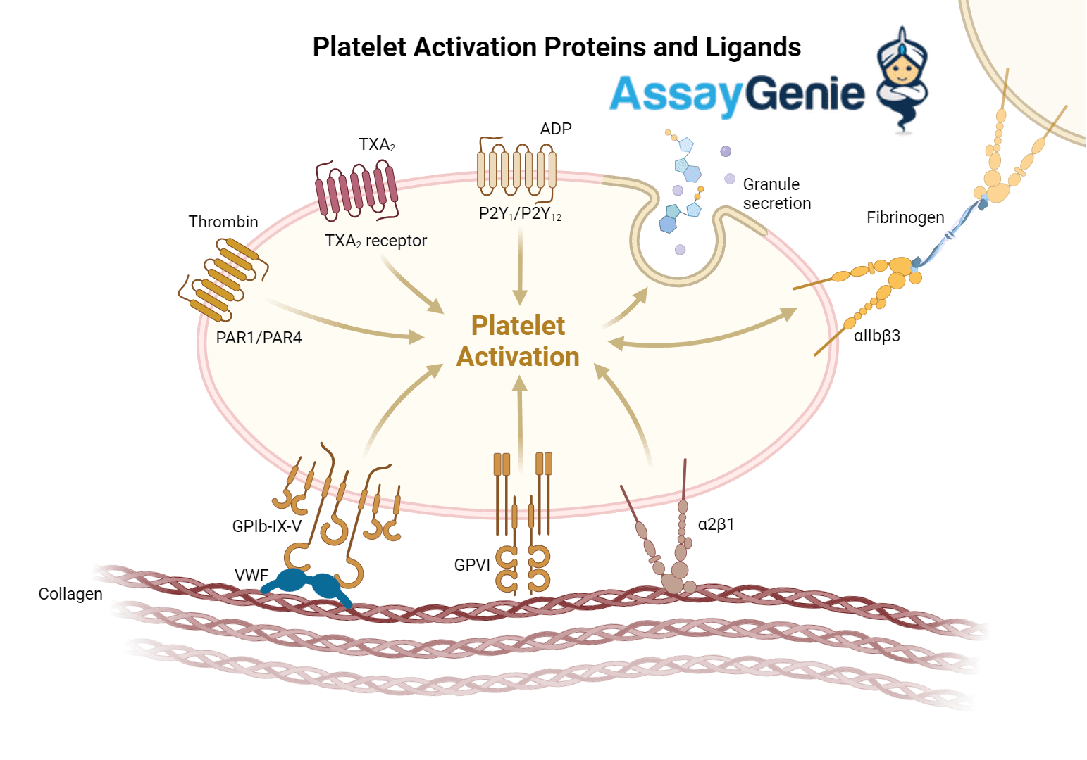 Platelet Adhesion Proteins and Ligands: Key Players in Hemostasis and Thrombosis - Assay Genie