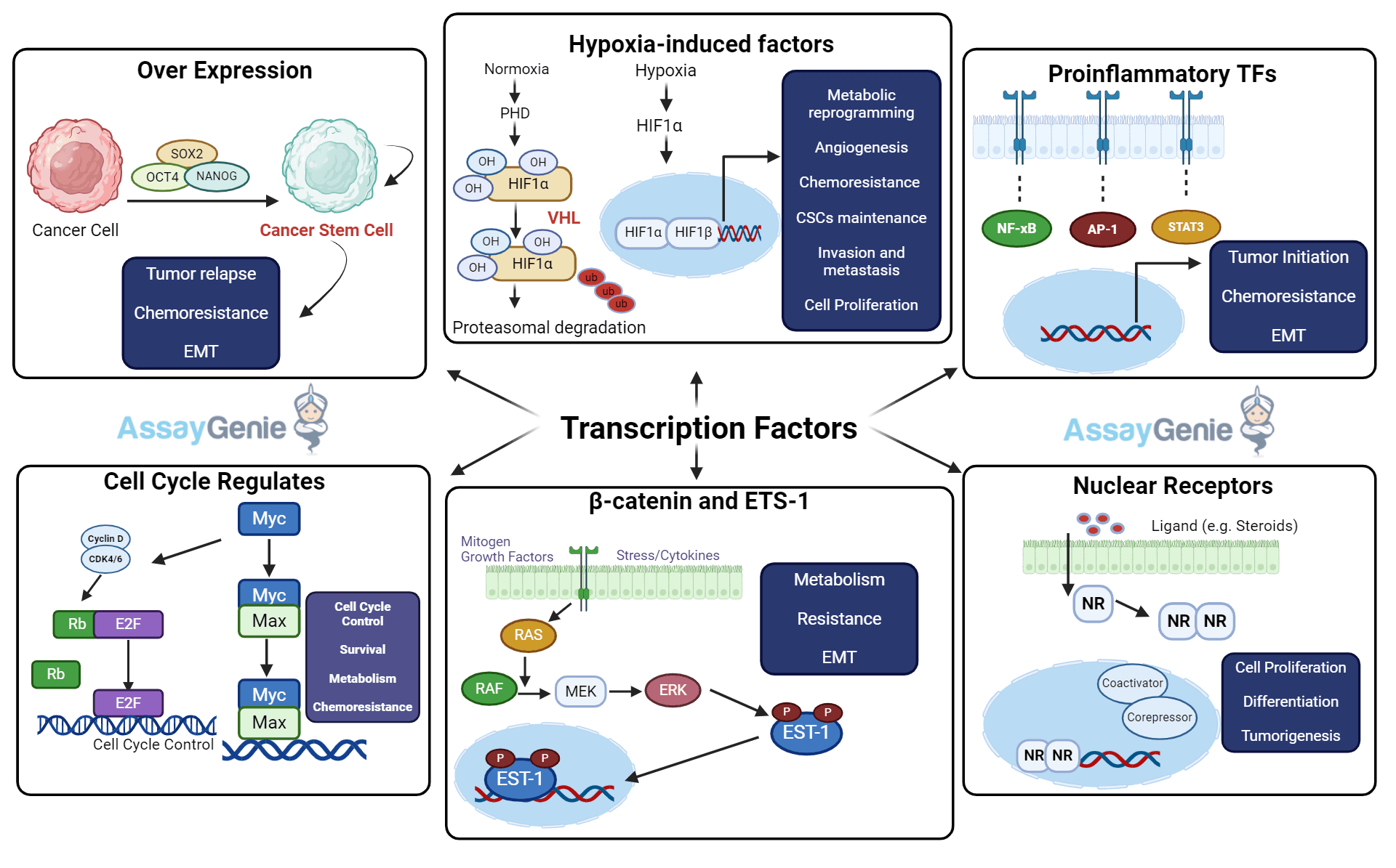 Unraveling the Synergy: How Growth Factors Cooperate to Promote ...