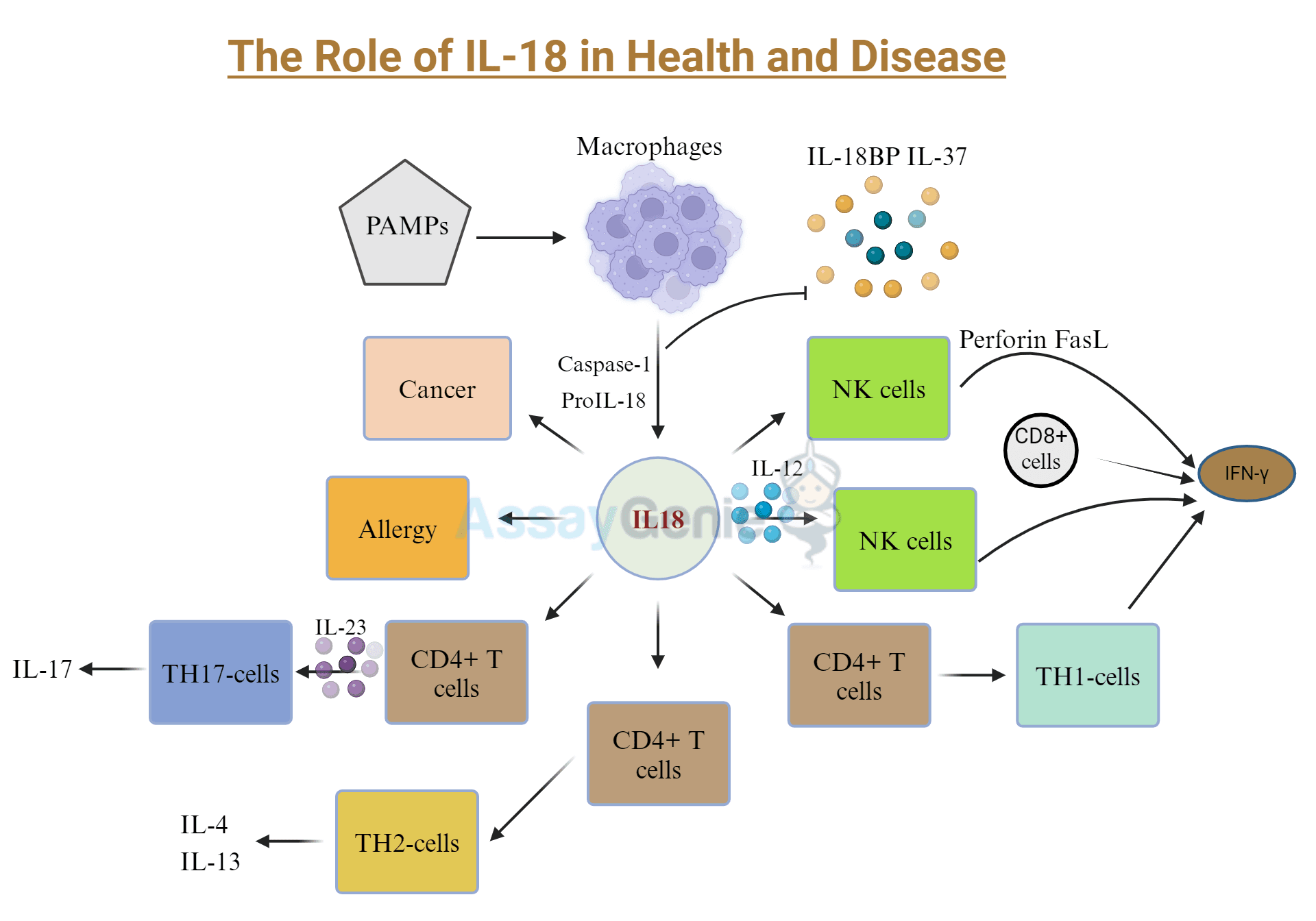 The role of IL-18 in health and disease - Assay Genie