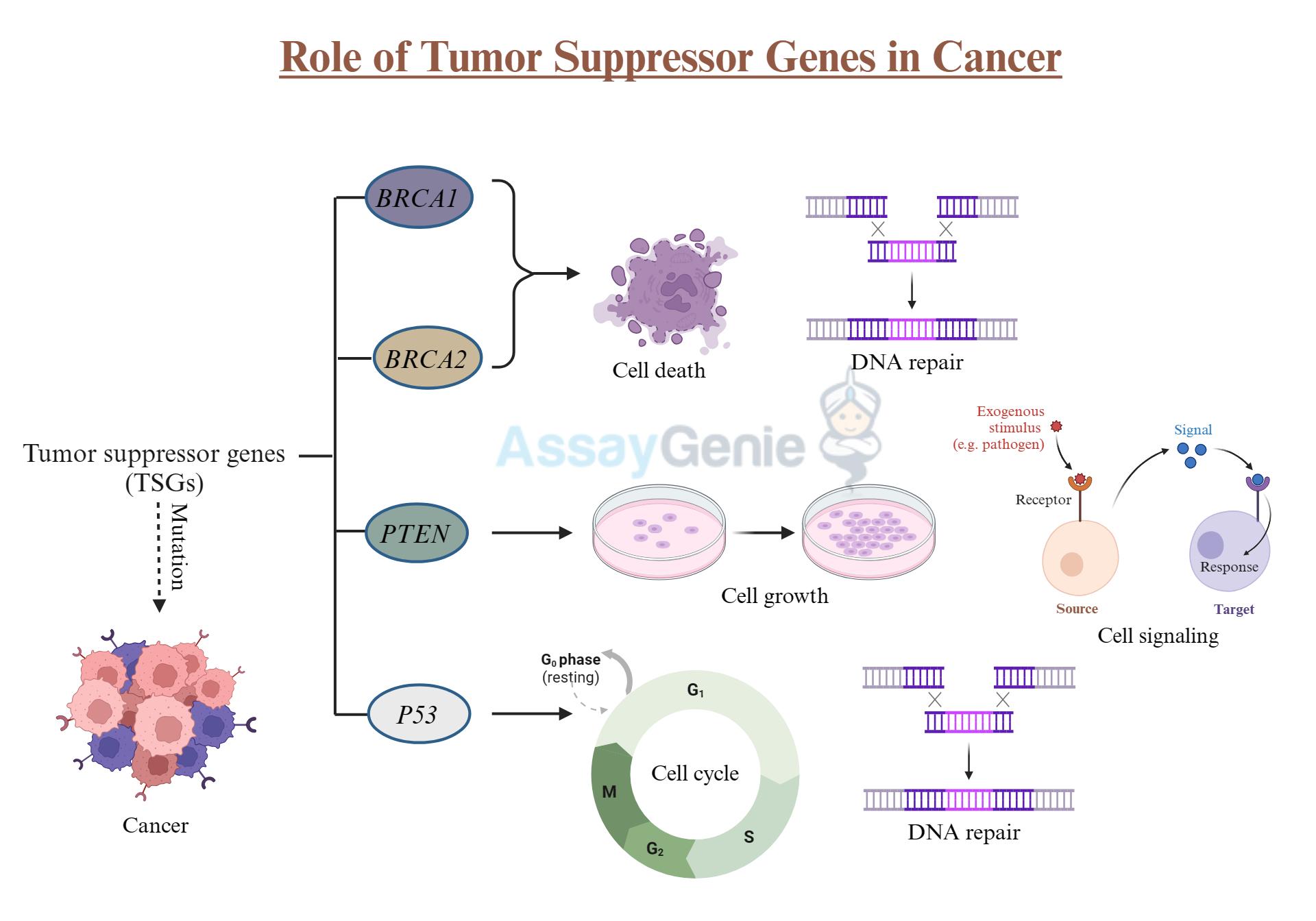 The Role of Tumor Suppressor Genes in Cancer: Knudson Hypothesis ...