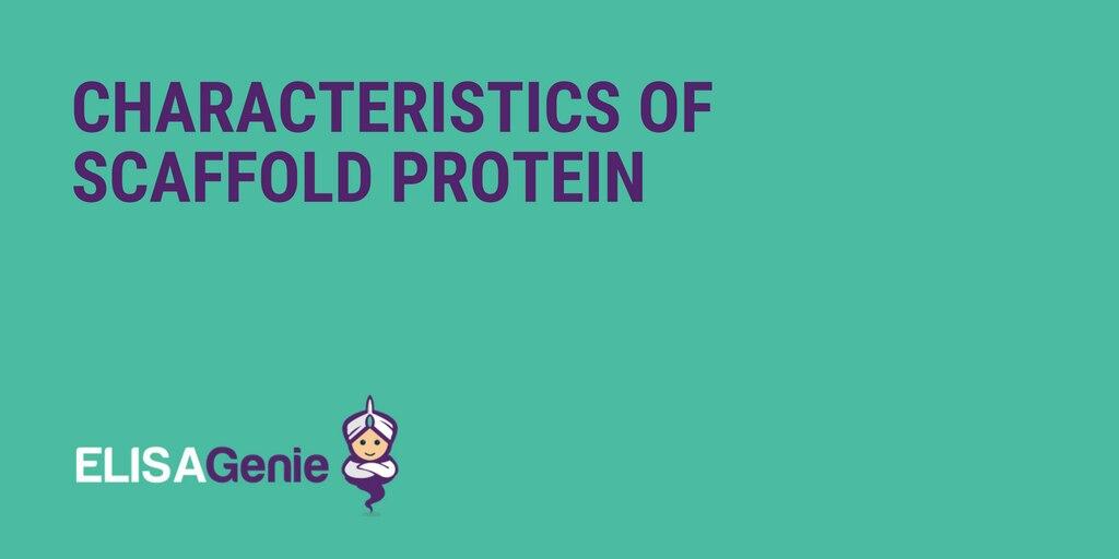 Characteristics of scaffold protein - Assay Genie