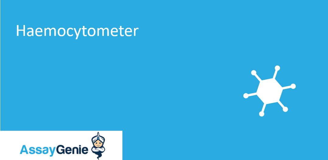 Enhancing Cell Counting Accuracy with a Haemocytometer: A Comprehensive ...