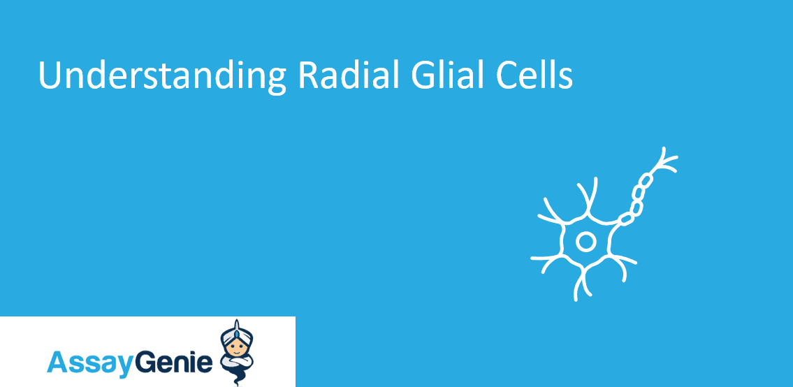 Understanding Radial Glial Cells Insights Into Neurodevelopmental Processes Assay Genie 