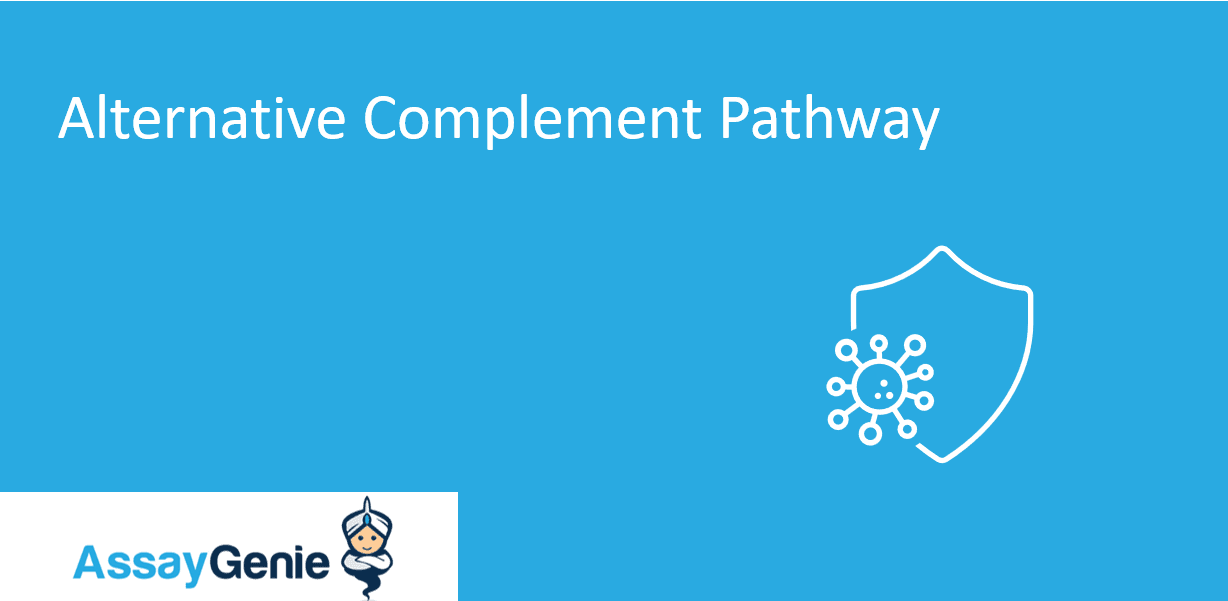 Alternative Complement Pathway Activation Regulation And Significance Assay Genie