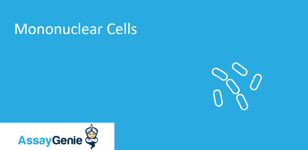Comprehensive Guide to Mononuclear Cells - Assay Genie