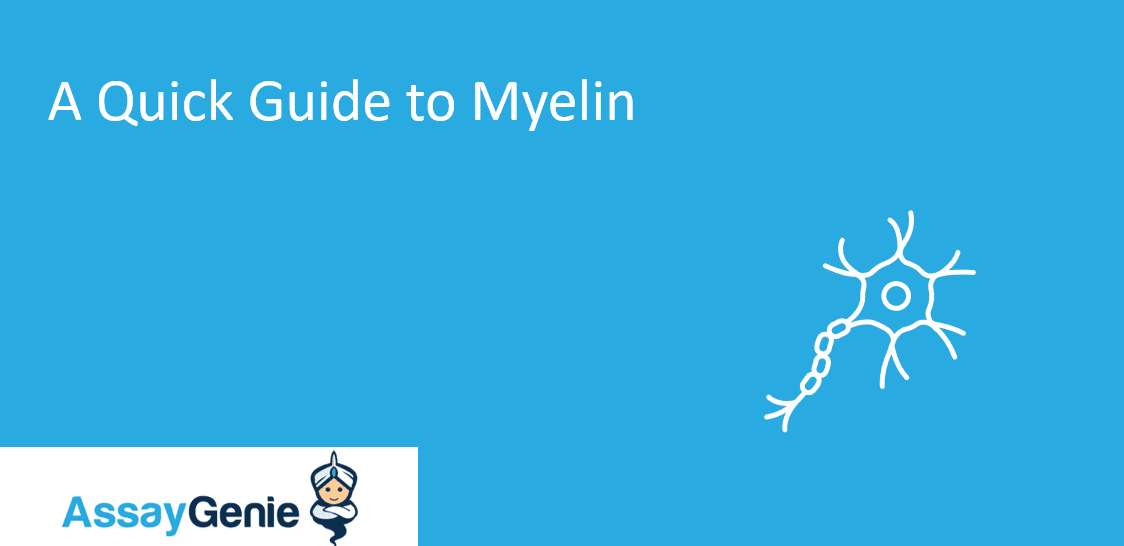A Quick Guide to Myelin - Assay Genie