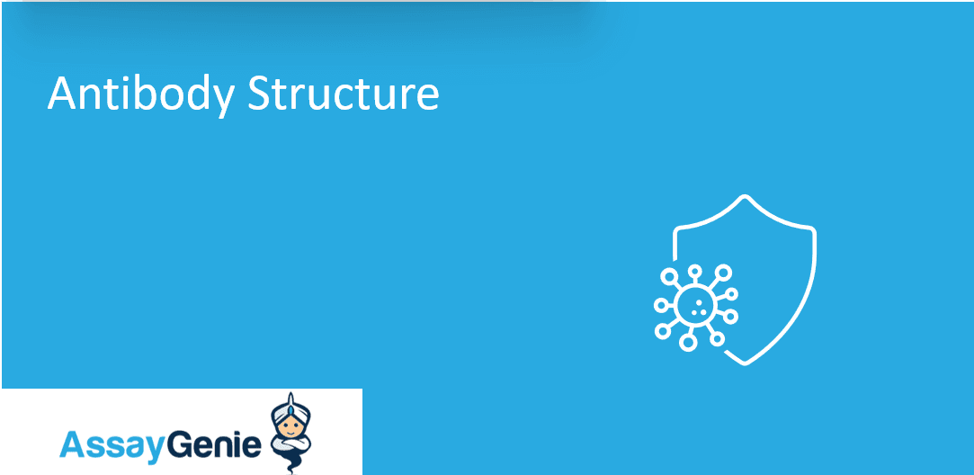 Antibody Structure: Overview & Insights - Assay Genie