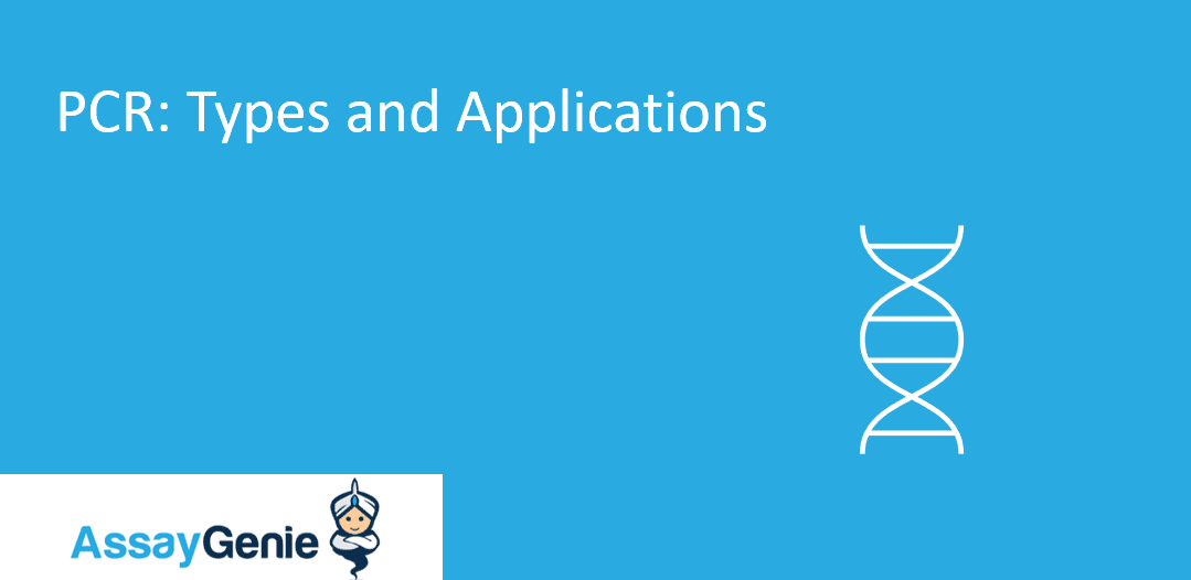 PCR : Types and Applications - Assay Genie