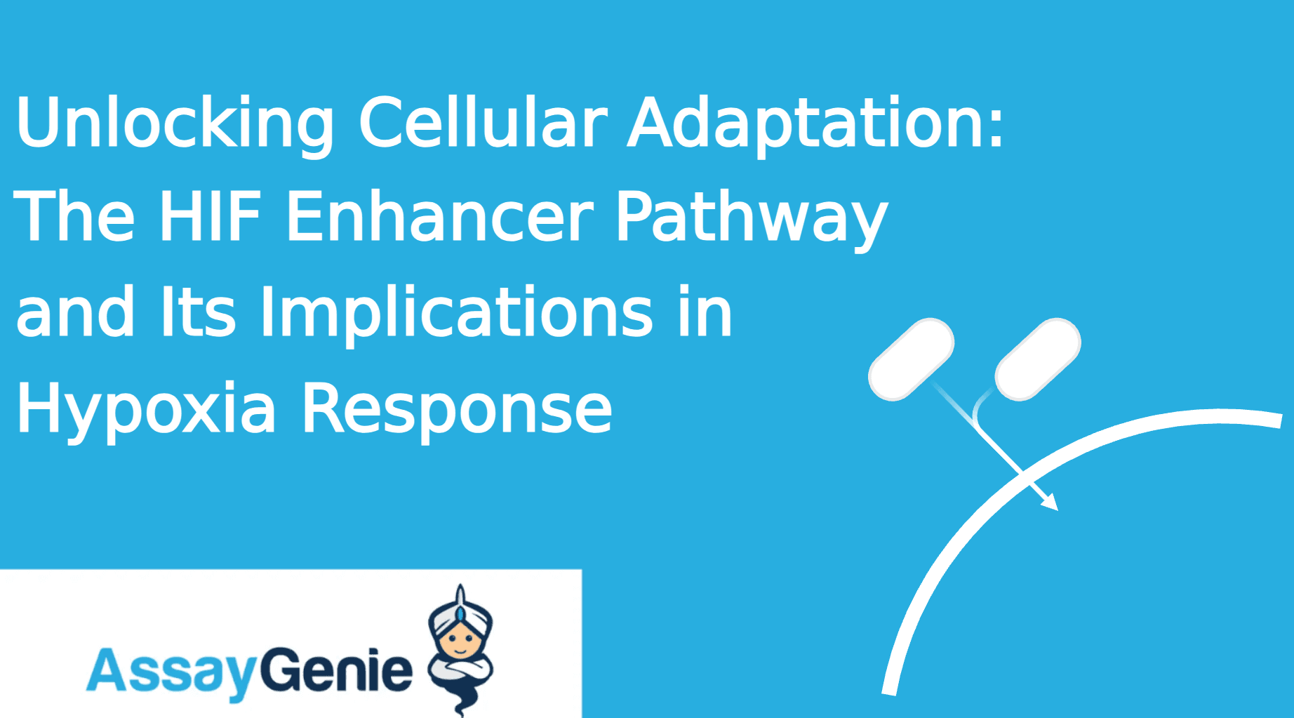 Unlocking Cellular Adaptation: The HIF Enhancer Pathway and Its ...