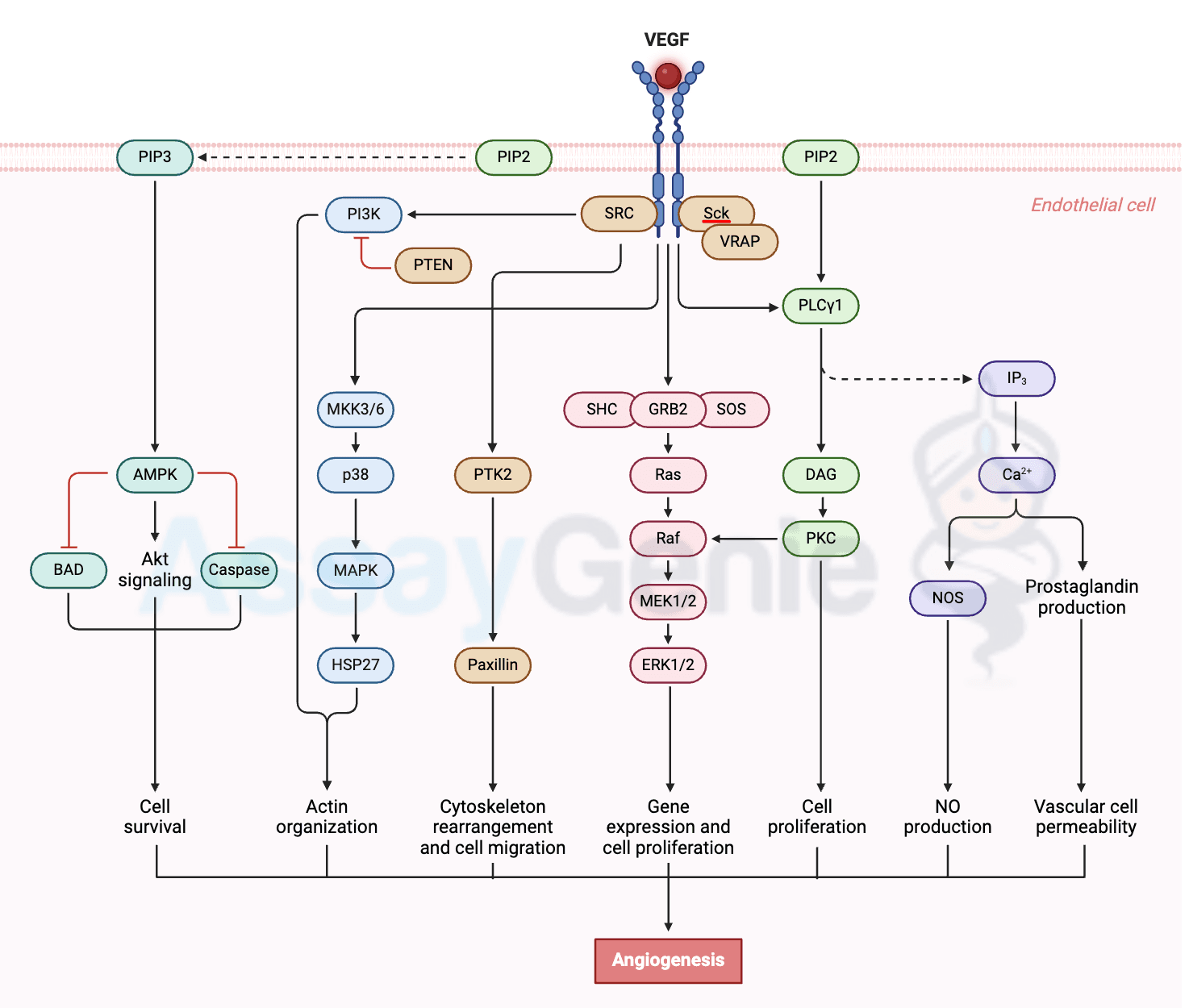 VEGF-A VEGFR-2 Signaling: Decoding the Blueprint of Angiogenesis for ...