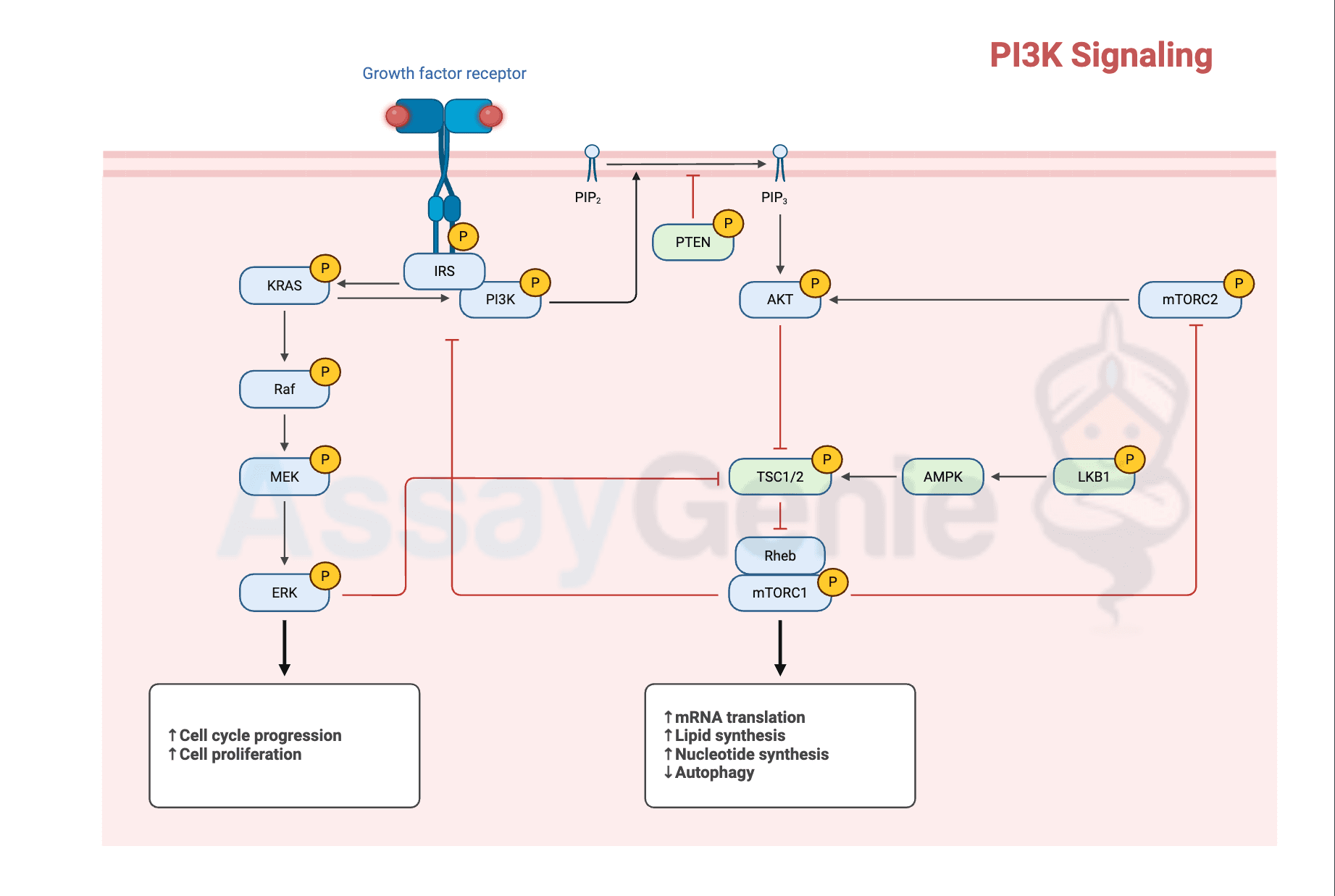 Adipokines and Insulin Signaling Pathways: An In-Depth Exploration - Assay Genie