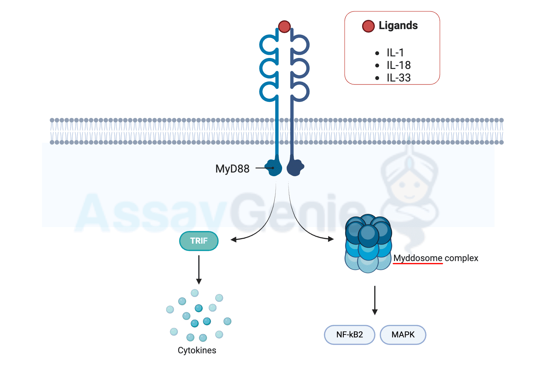 IL-1 Family Signaling: Unraveling the Molecular Orchestra of Immune ...