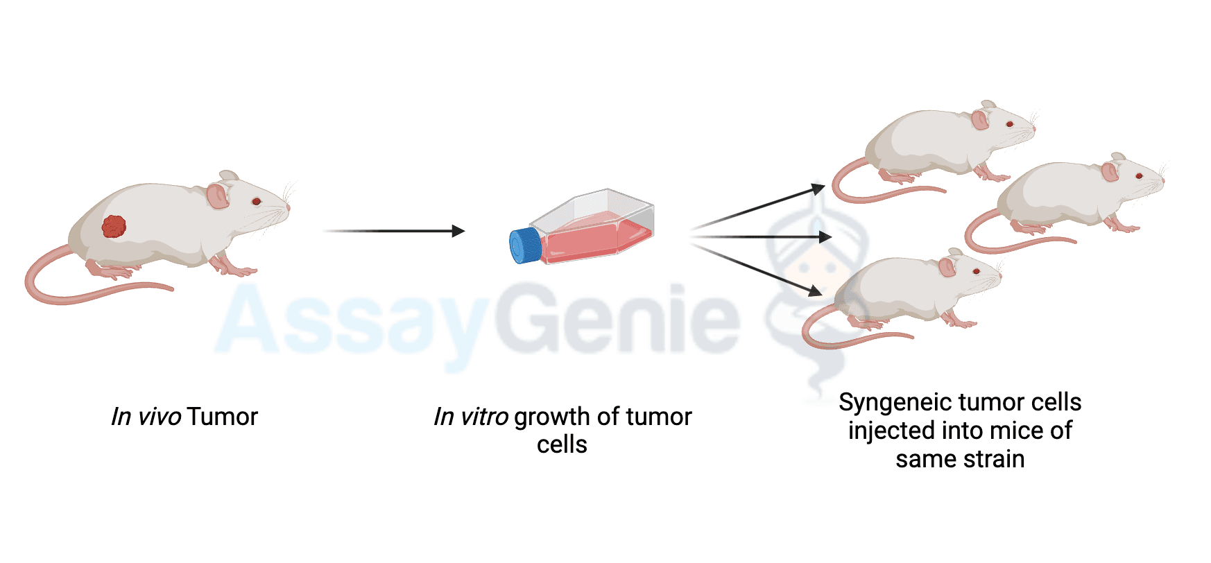 Enhancing Cancer Research: Syngeneic Mouse Models and Immune Checkpoint ...