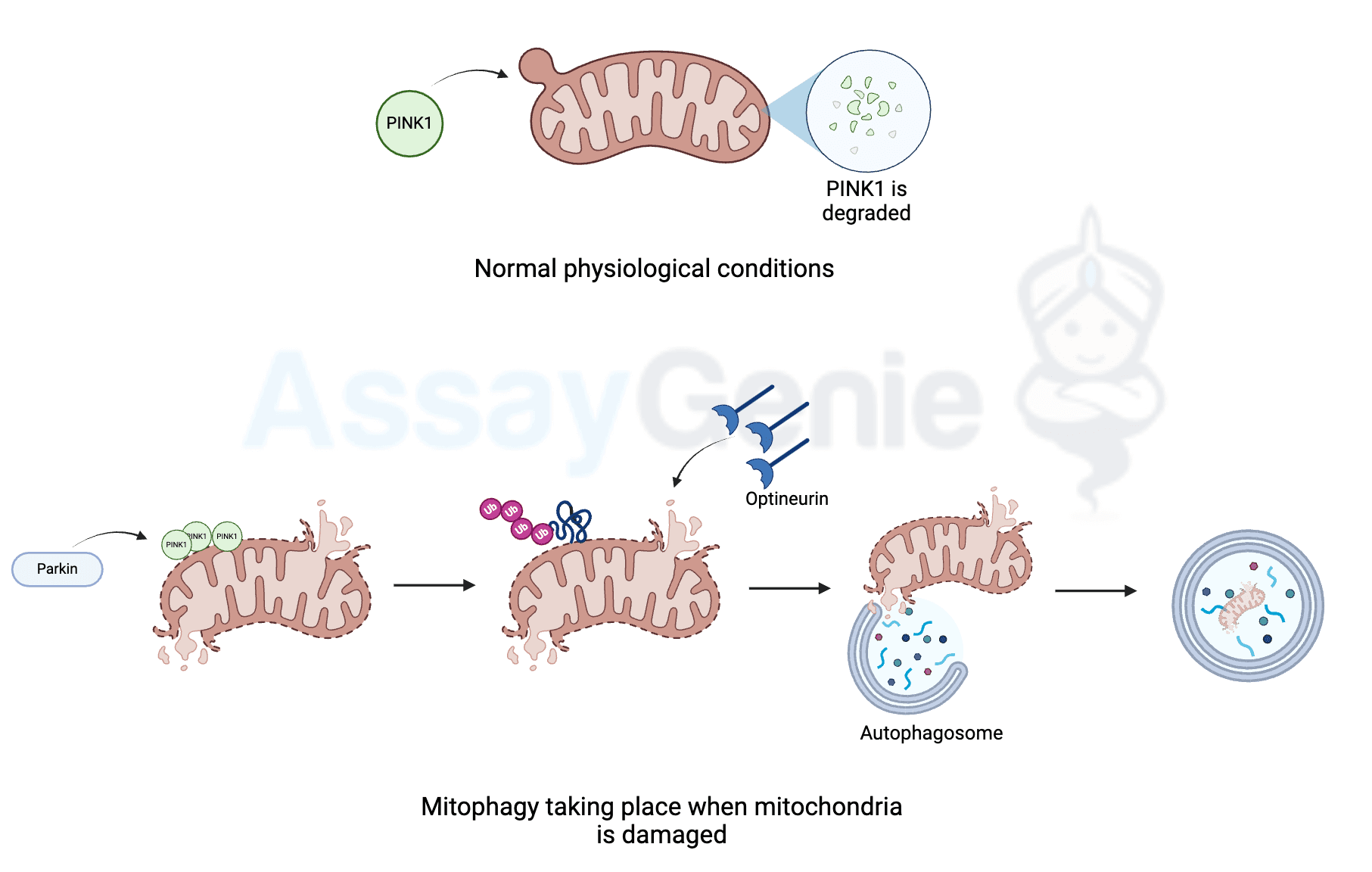 Mitophagy: The Cell's Cleanup Crew for Healthy Living - Assay Genie
