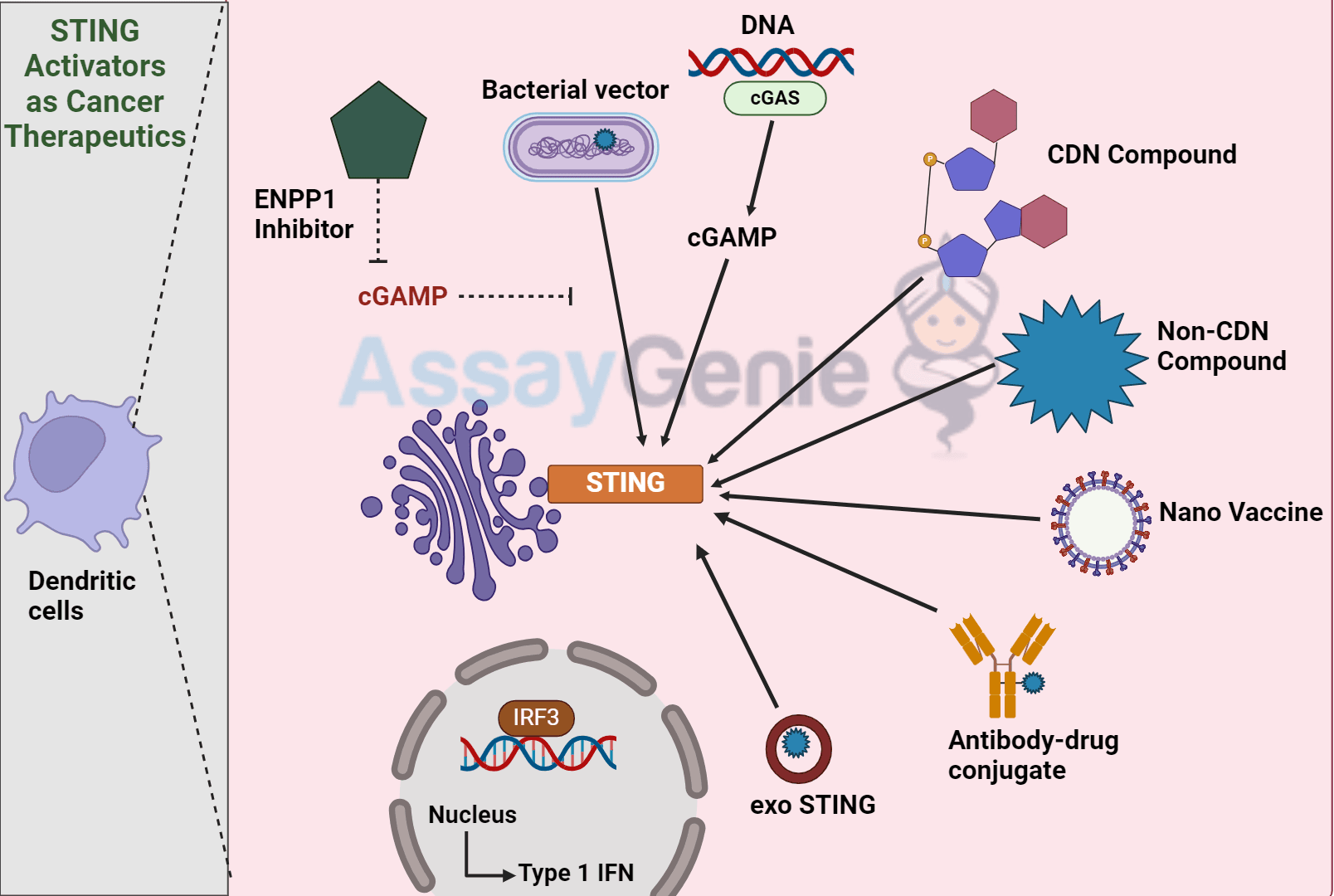 STING Activators As Cancer Therapeutics - Assay Genie