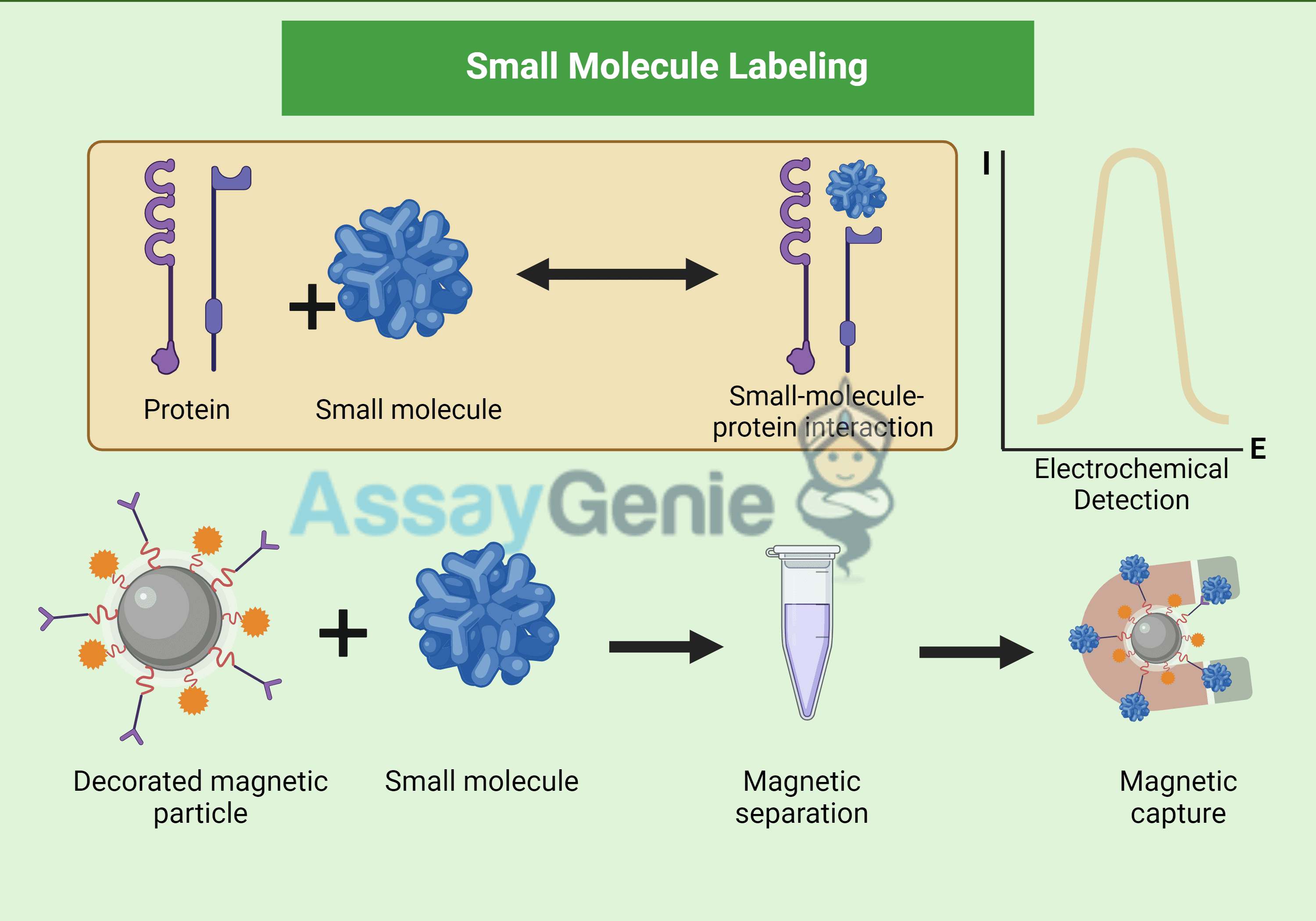 Labeling Non-Antibody Proteins and Small Molecules: An Advanced Guide ...